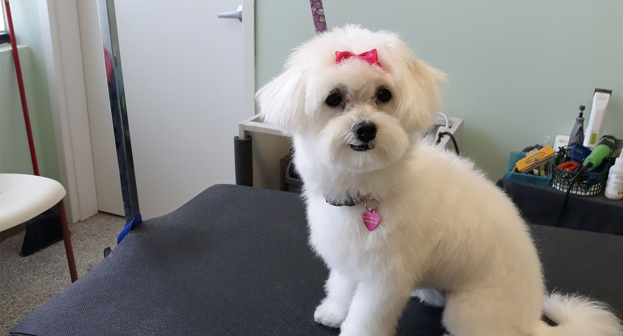 Pet Grooming In Lee's Summit, MO 64063 | KB Animal Clinic