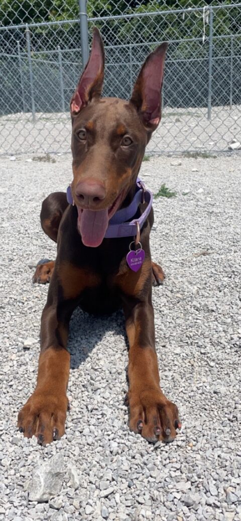 Pet Ear Cropping In Lee's Summit, MO | KB Animal Clinic