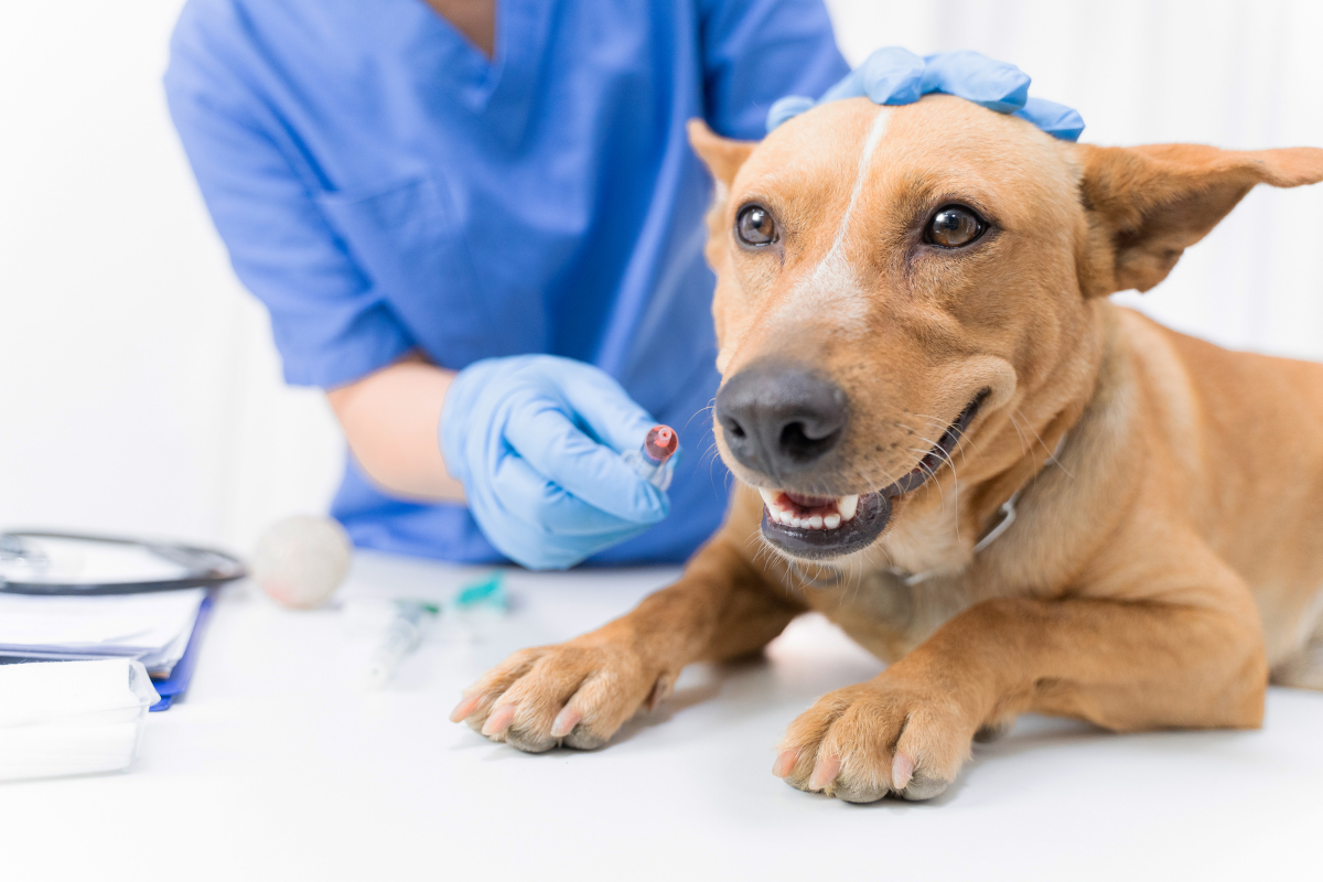 4 Necessary Vaccinations For Dogs: Protect Your Pet! | KB Animal Clinic